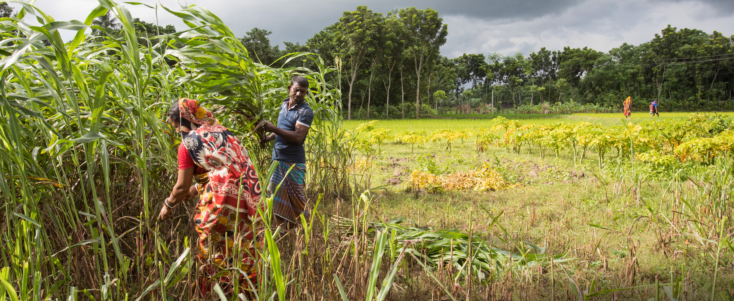 Winrock International